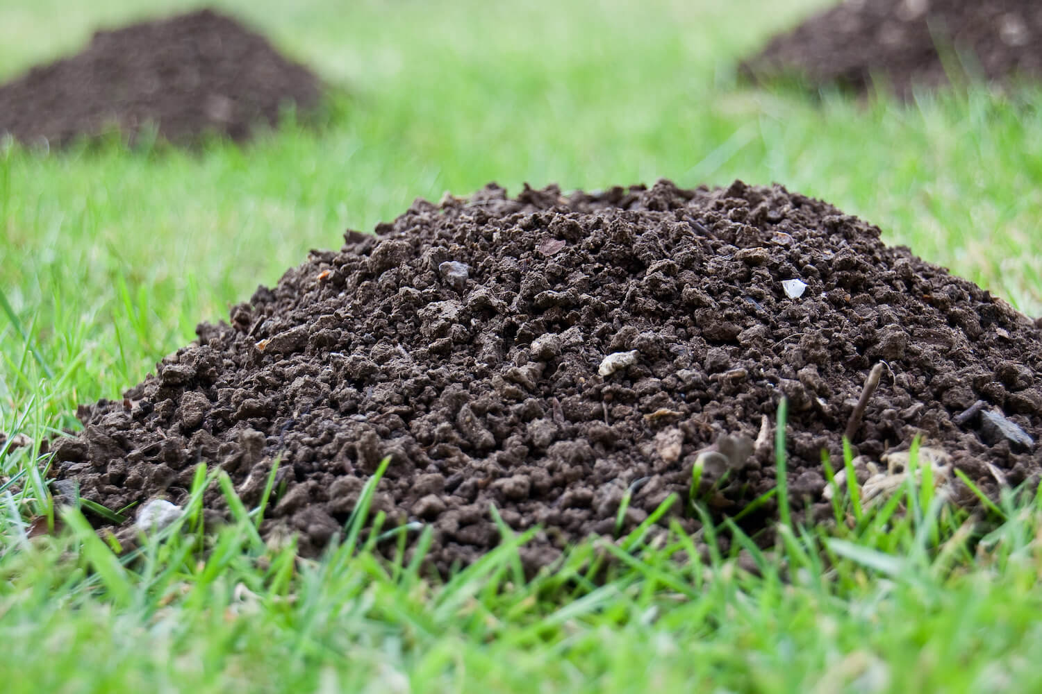 Are moles in the garden good or bad? - Plantura