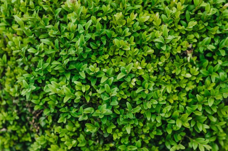 Box hedge care, pruning and pest control tips - Plantura