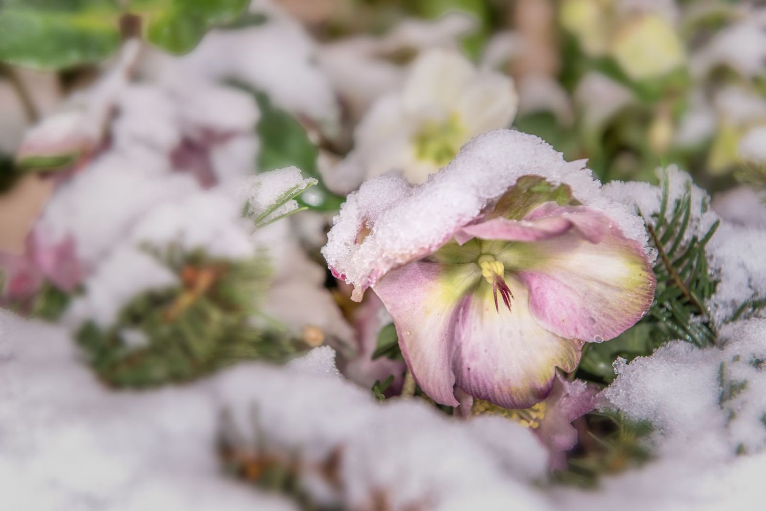 Christmas rose: the ornamental plant's profile - Plantura