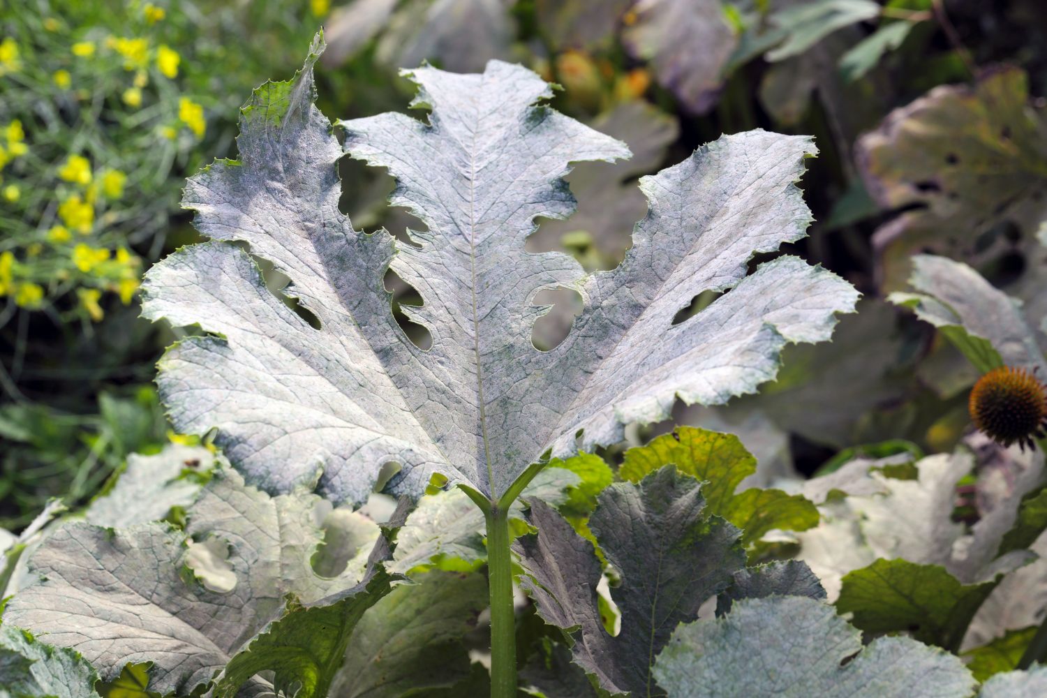 Powdery mildew on courgette plants - Plantura