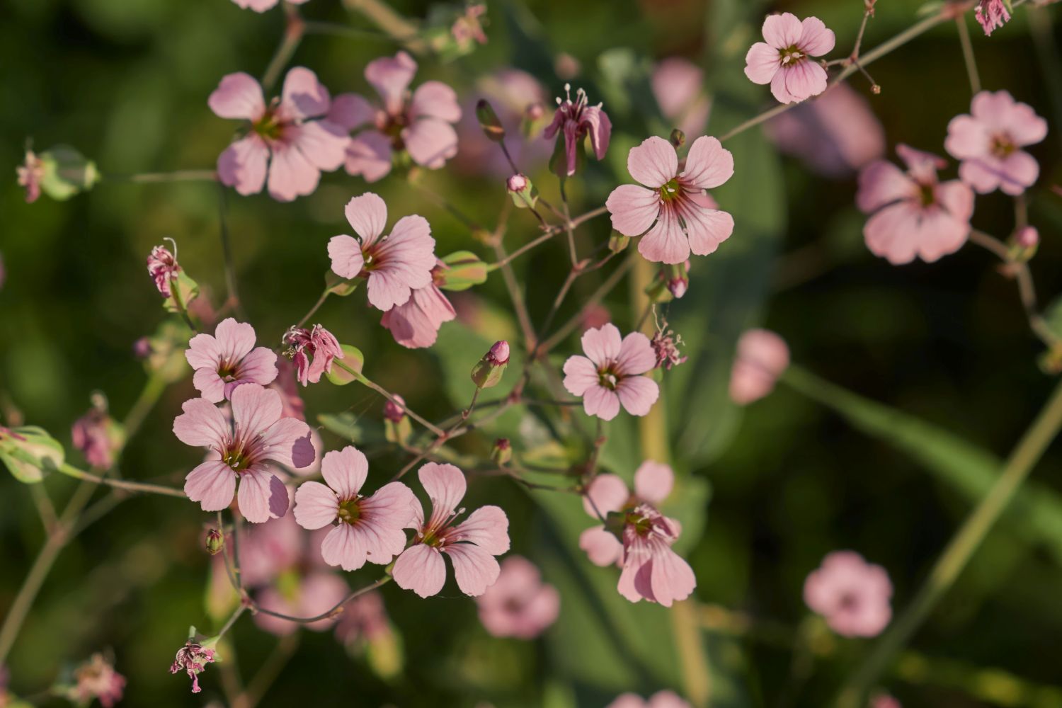 Growing cow herb (Vaccaria hispanica) - Plantura