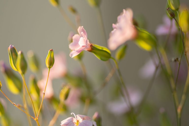 Growing cow herb (Vaccaria hispanica) - Plantura