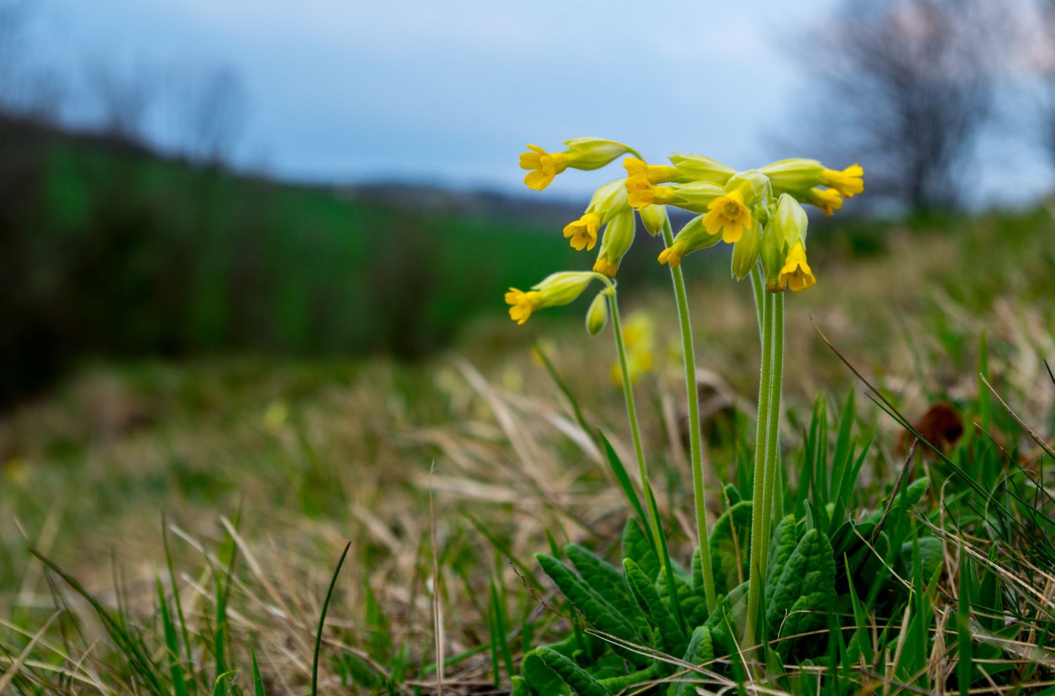 Cowslip: the early bloomer from A to Z - Plantura