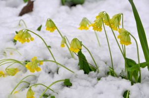 Cowslip: the early bloomer from A to Z - Plantura