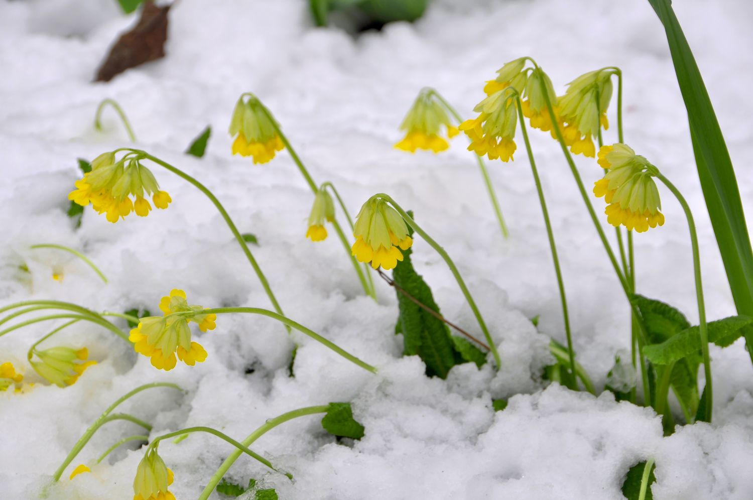 Cowslip: the early bloomer from A to Z - Plantura