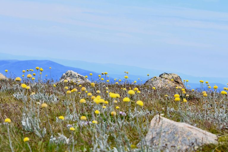 Craspedia: care, propagation & more - Plantura