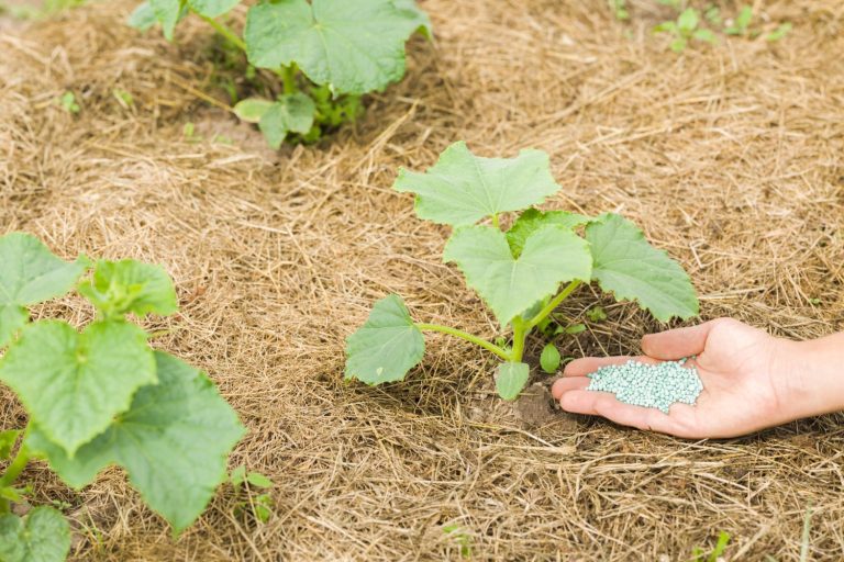 Feeding cucumber plants: when and how often - Plantura