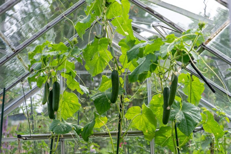 How to grow cucumbers in a greenhouse - Plantura