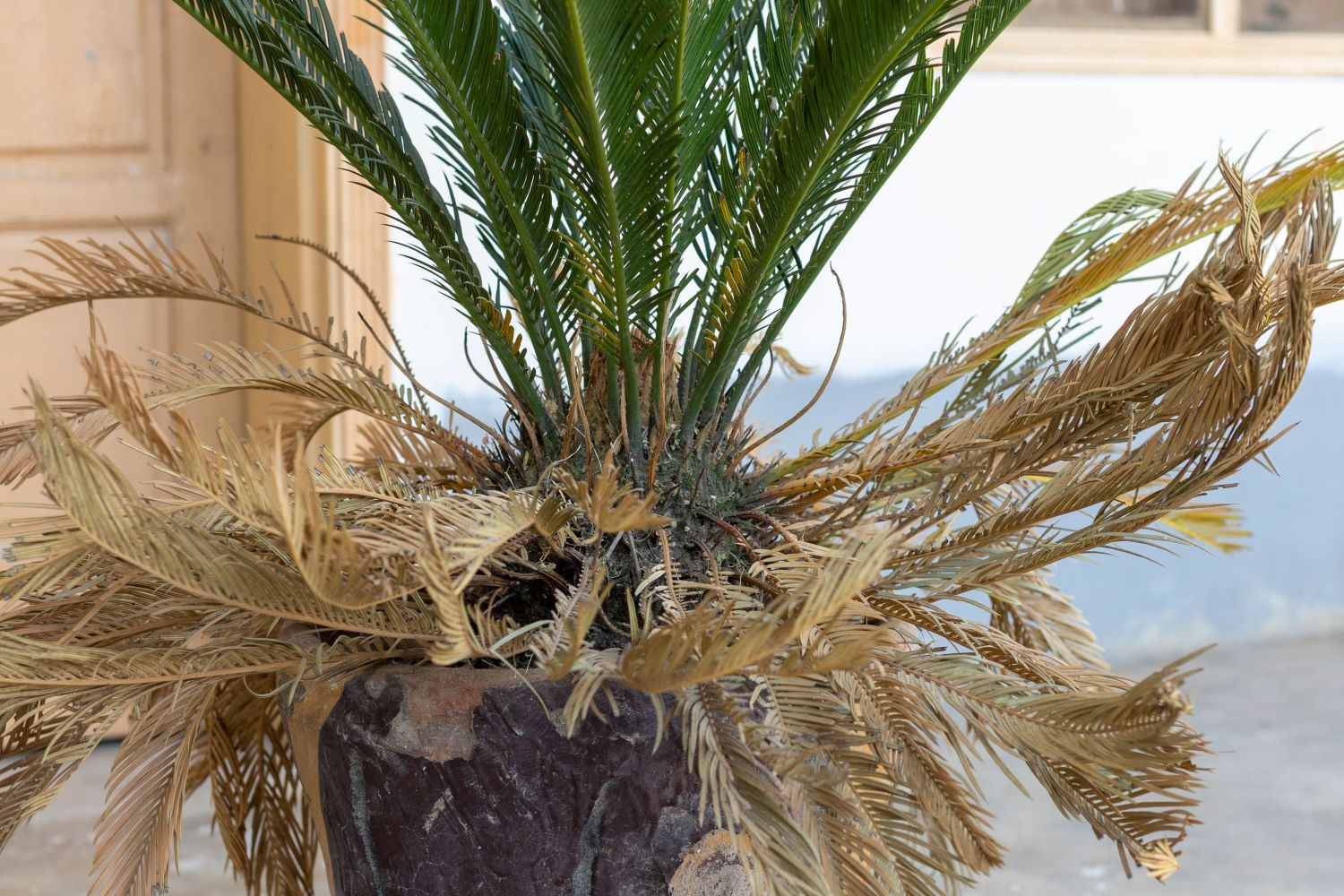 Sago palm: growing & caring for Cycas revoluta - Plantura