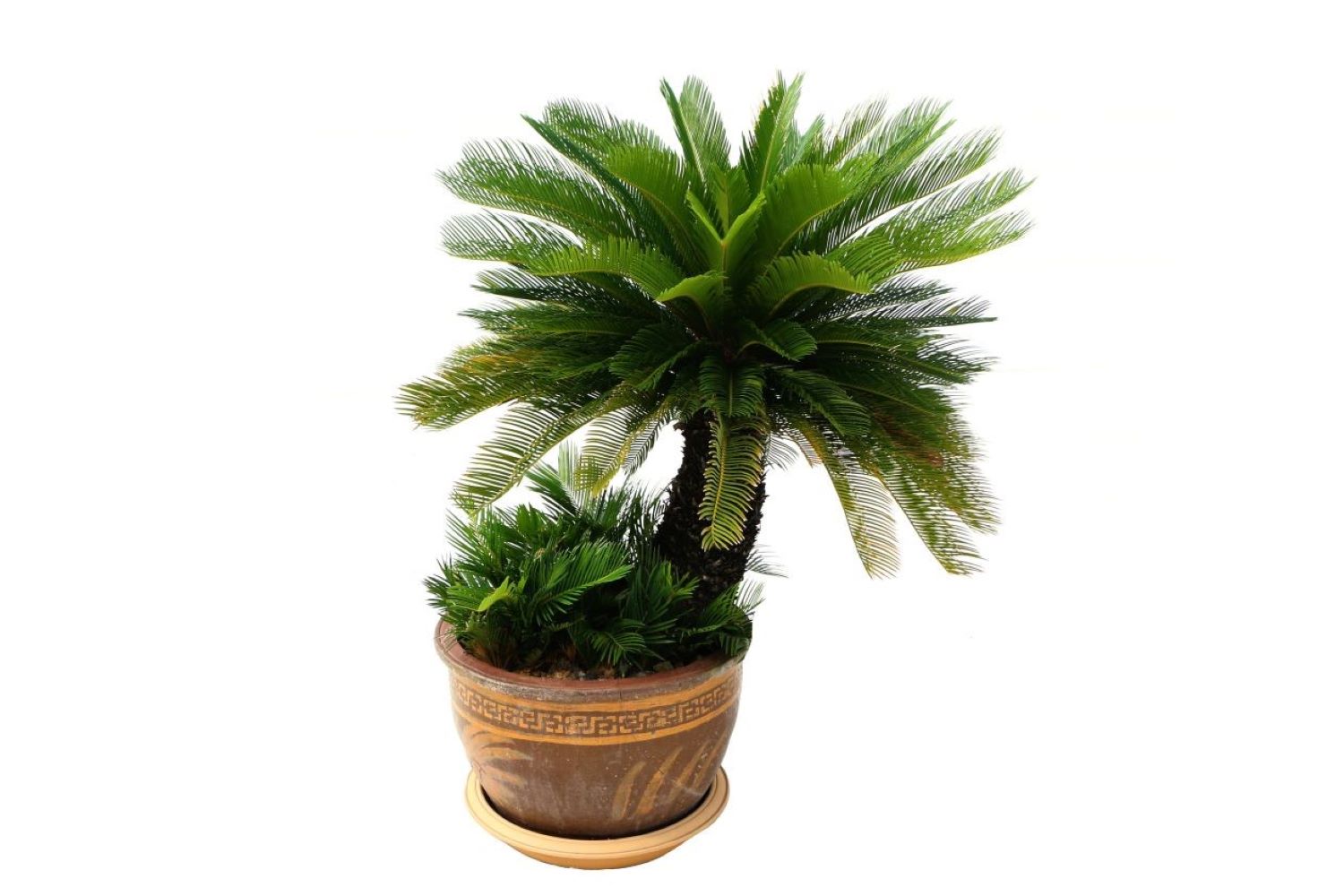 Sago palm: growing & caring for Cycas revoluta - Plantura