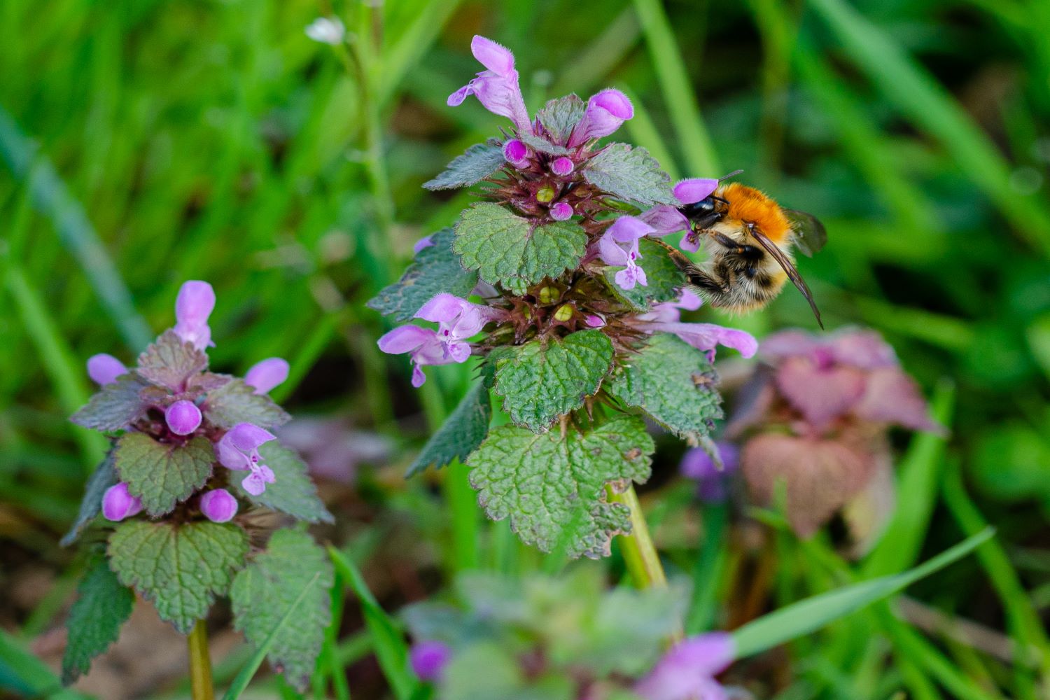 Dead-nettle: the herbaceous plant in detail - Plantura