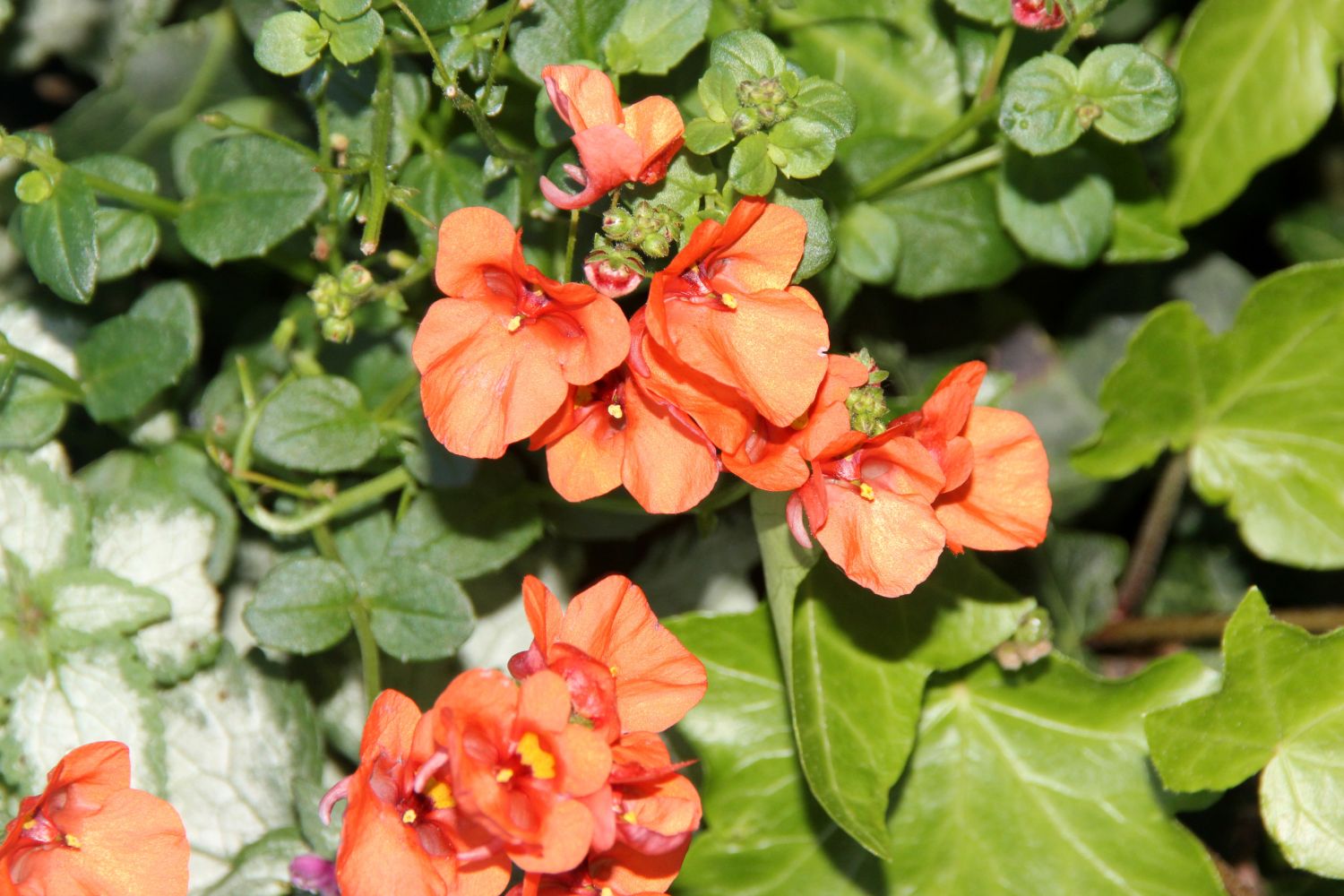 Diascia: profile, care & winter hardiness - Plantura