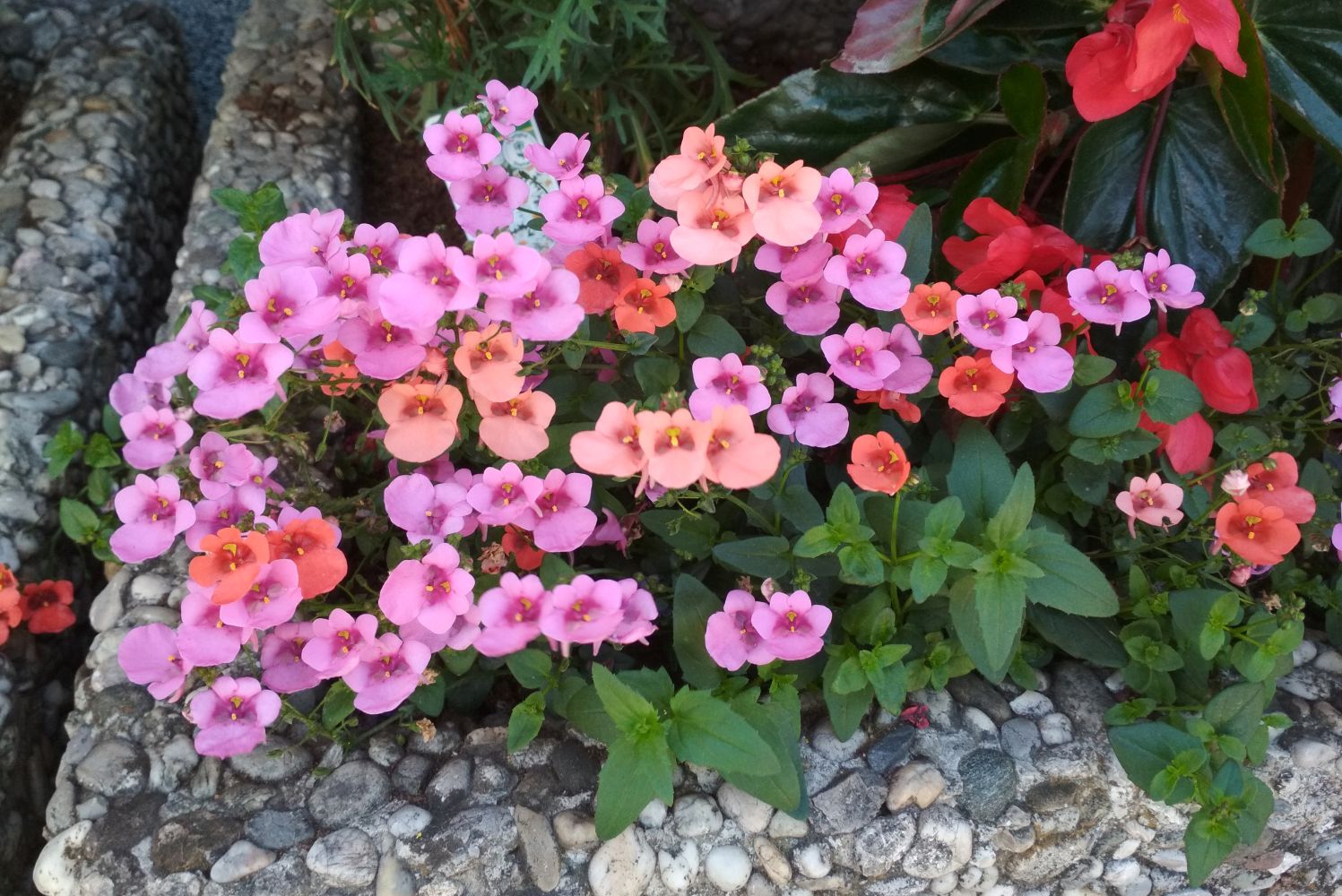 Diascia: profile, care & winter hardiness - Plantura
