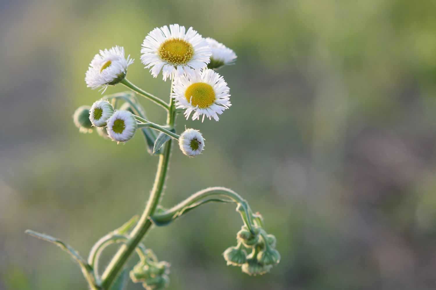 Erigeron: useful tips for the ornamental plant - Plantura