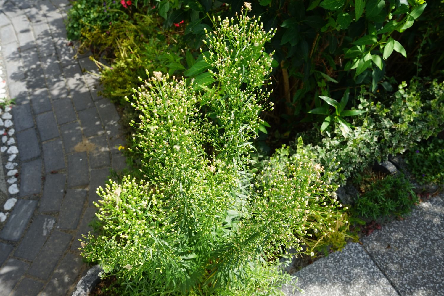 Erigeron: useful tips for the ornamental plant - Plantura