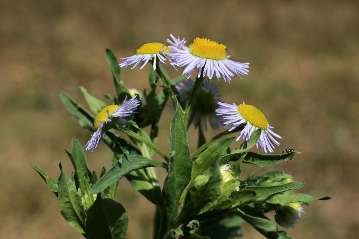 Erigeron: useful tips for the ornamental plant - Plantura