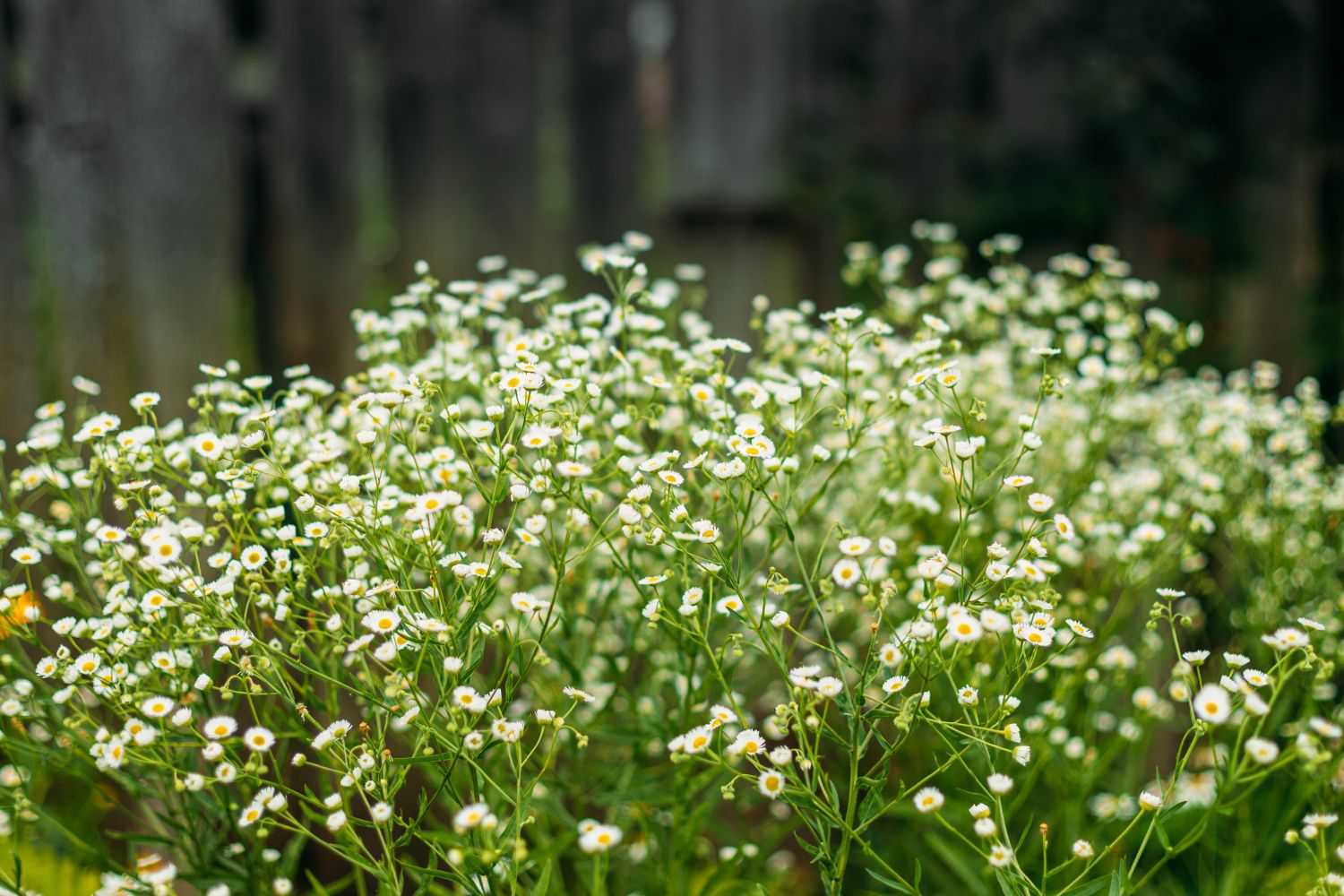 Erigeron: useful tips for the ornamental plant - Plantura