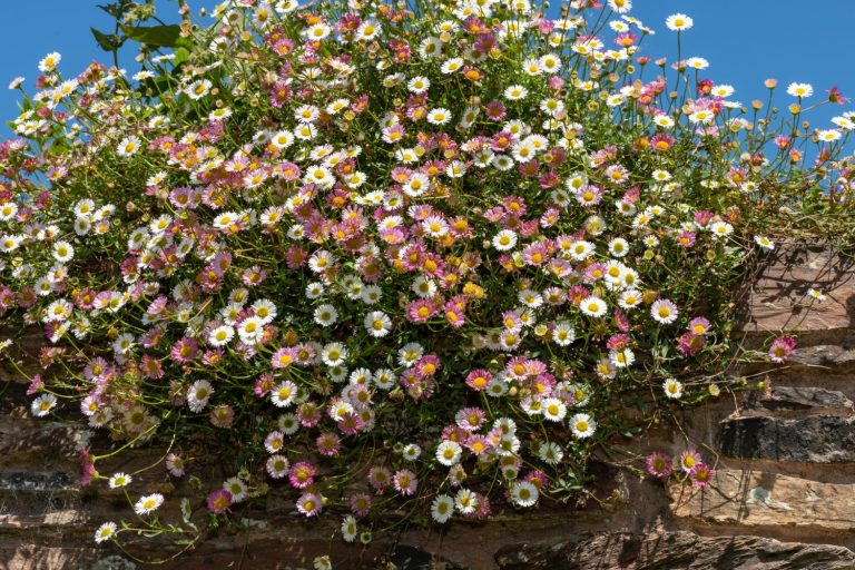 Erigeron: useful tips for the ornamental plant - Plantura