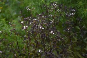 The most beautiful varieties of Eupatorium at a glance - Plantura