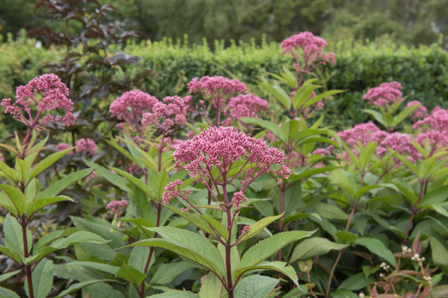 The most beautiful varieties of Eupatorium at a glance - Plantura