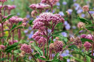 The most beautiful varieties of Eupatorium at a glance - Plantura