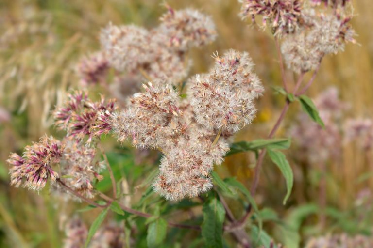 The most beautiful varieties of Eupatorium at a glance - Plantura