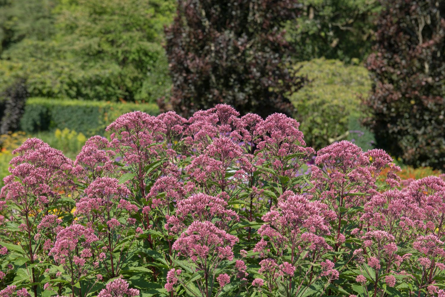 The most beautiful varieties of Eupatorium at a glance - Plantura
