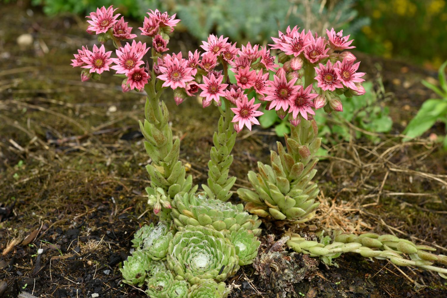 Houseleeks: planting location & care - Plantura