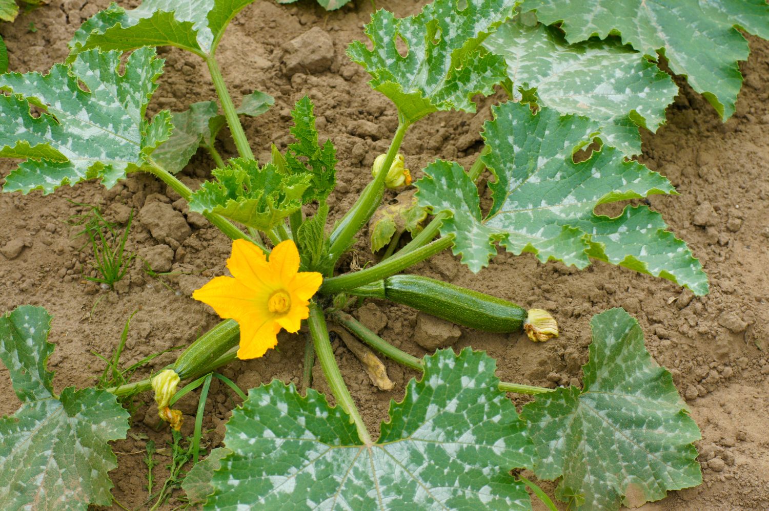 Powdery mildew on courgette plants - Plantura