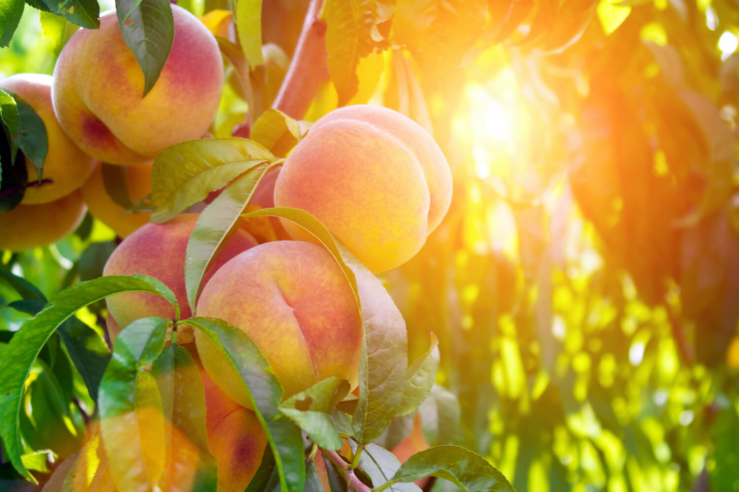 Peach trees: planting, growing and pruning - Plantura