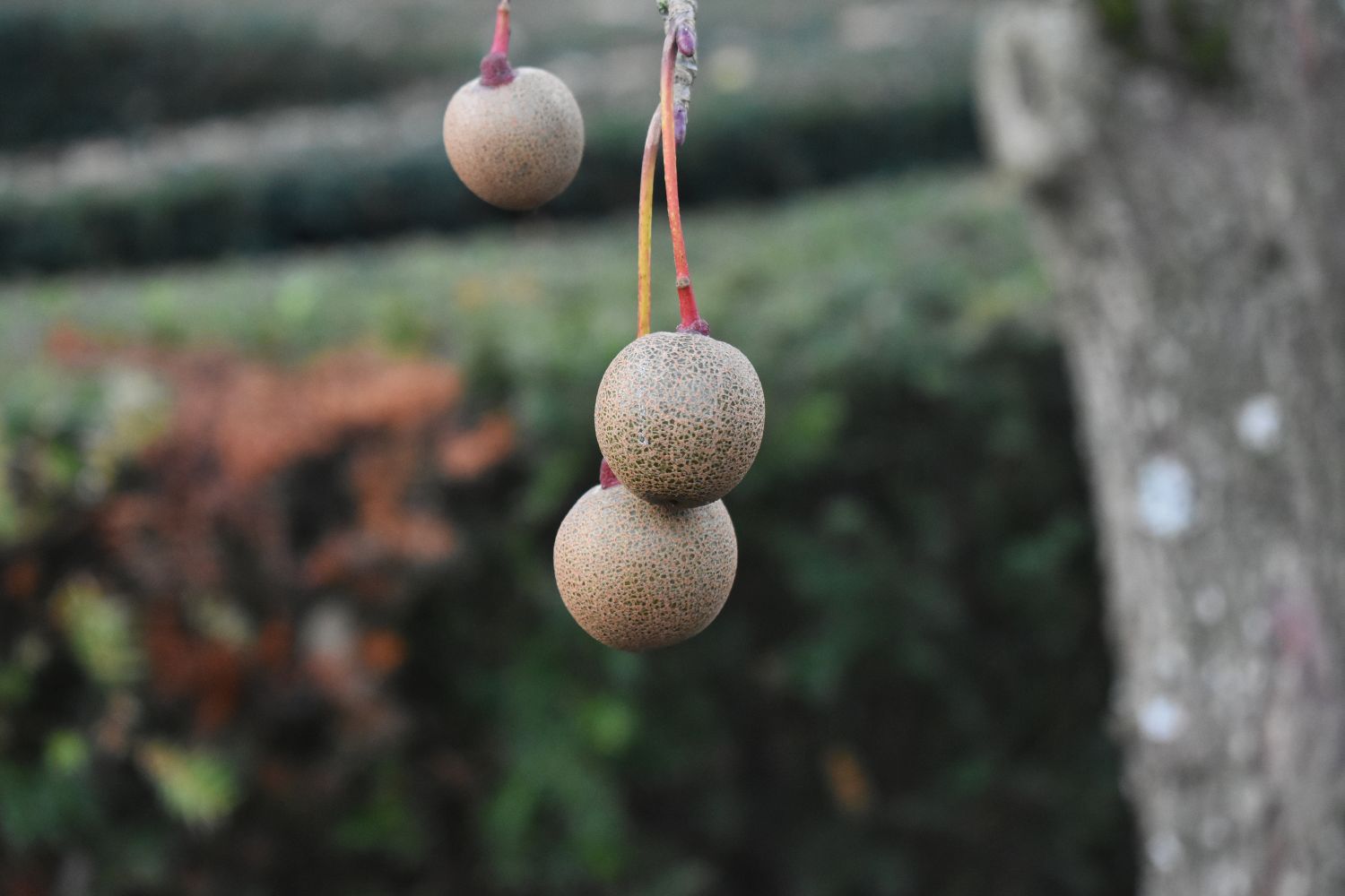 Handkerchief tree: useful tips for the tree - Plantura