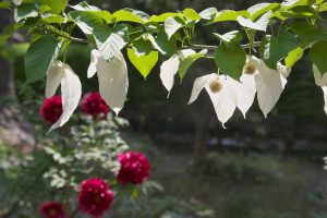 Handkerchief tree: useful tips for the tree - Plantura