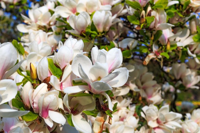 Feeding magnolias: how and when to do it - Plantura