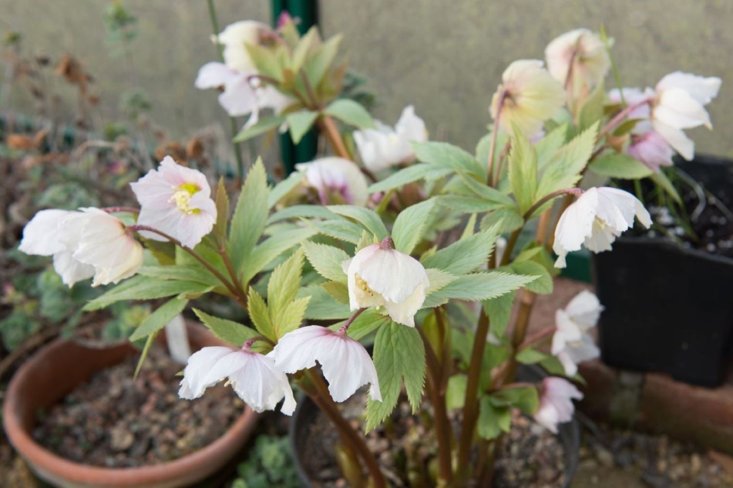 Christmas rose: the ornamental plant's profile - Plantura