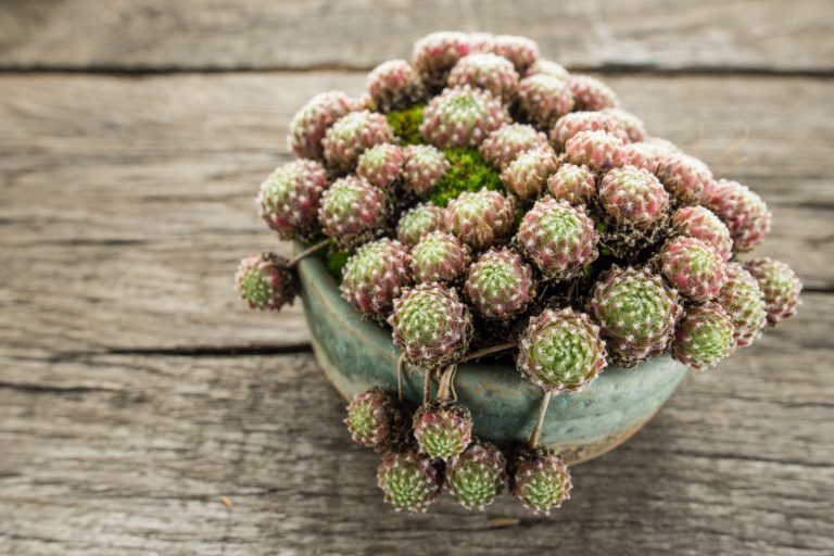 Houseleeks: planting location & care - Plantura