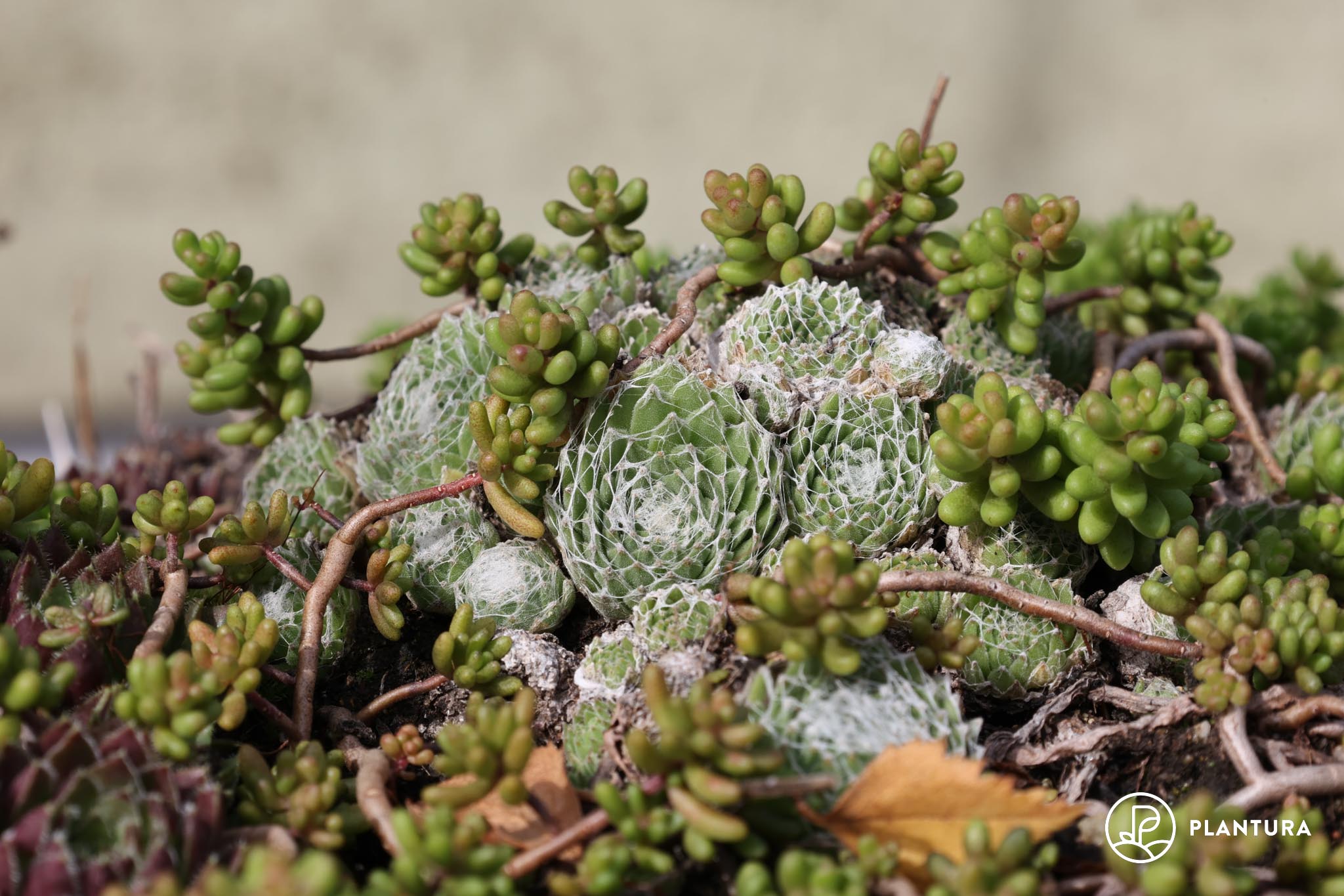 Houseleeks: planting location & care - Plantura