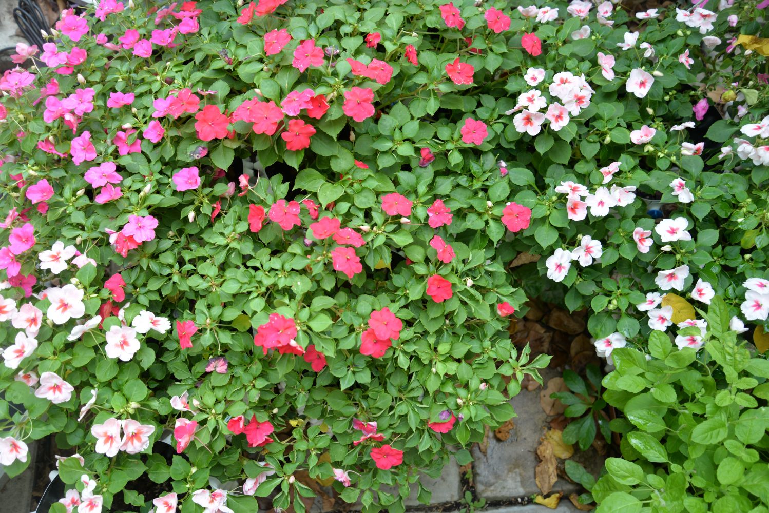 Busy lizzies: characteristics, varieties & more - Plantura