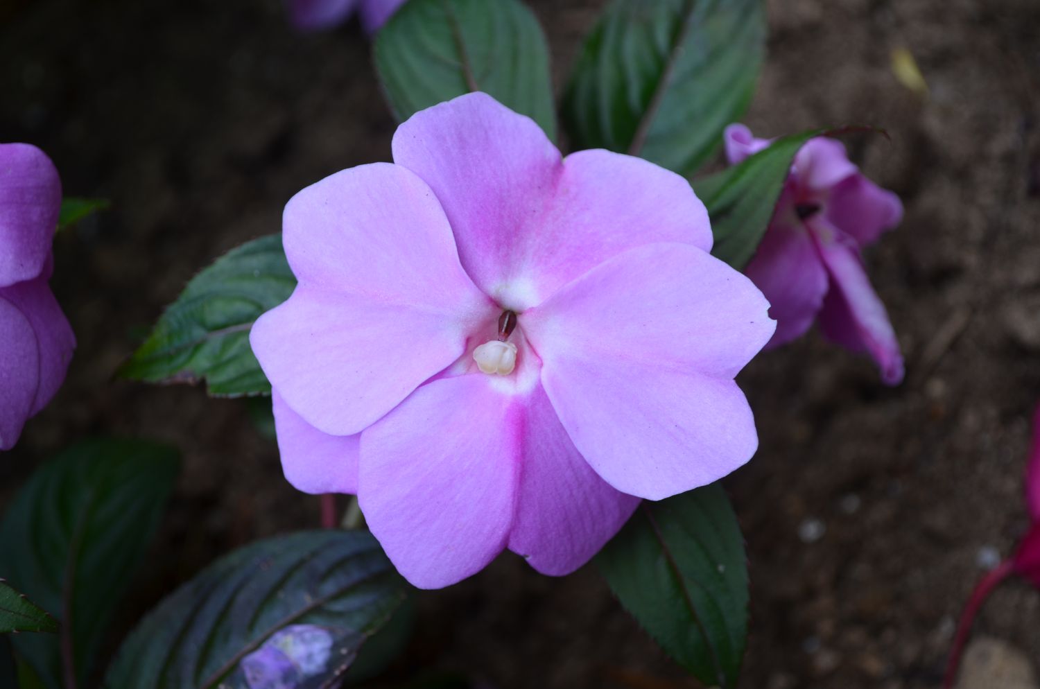 Busy lizzies: characteristics, varieties & more - Plantura