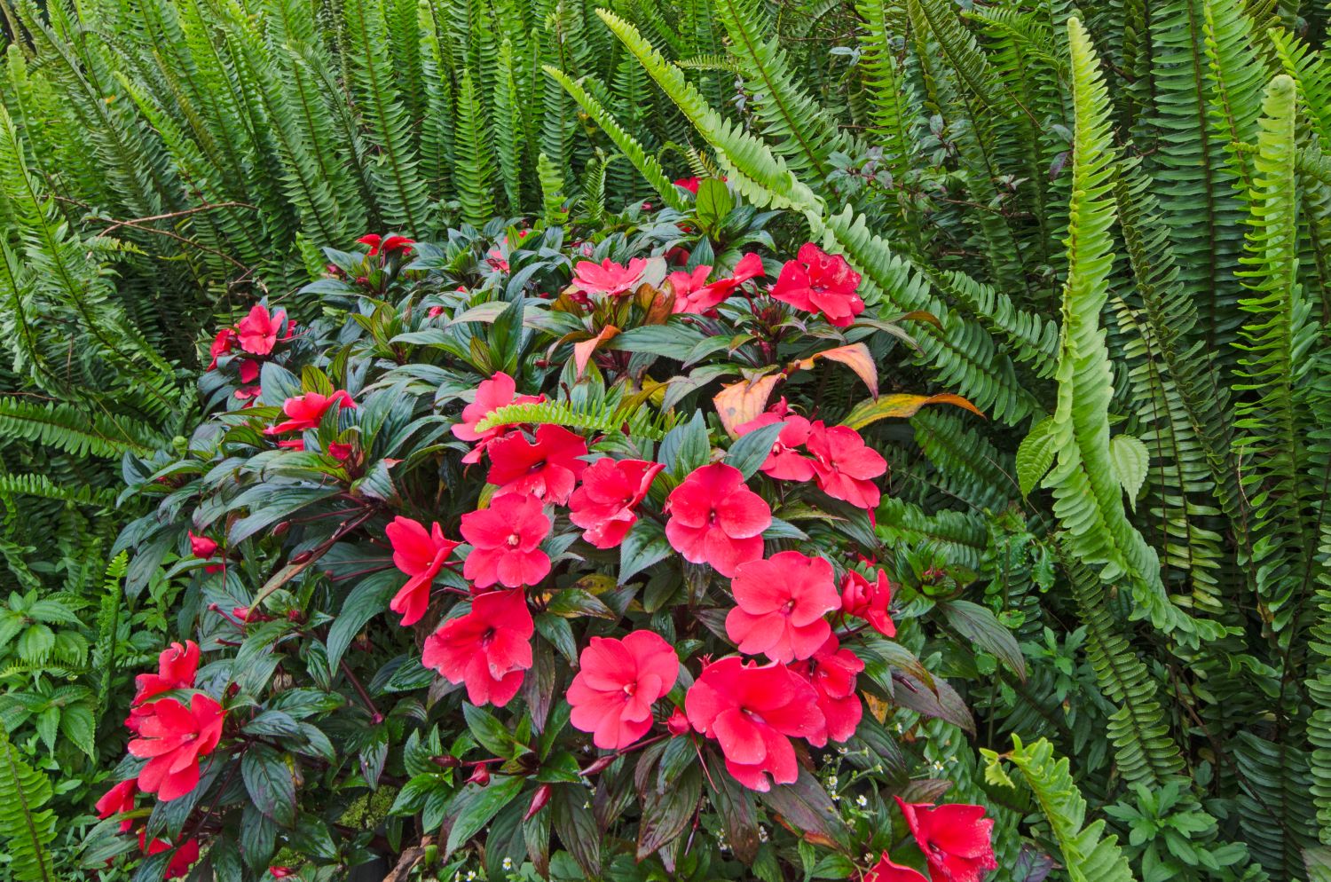 Busy lizzies: characteristics, varieties & more - Plantura