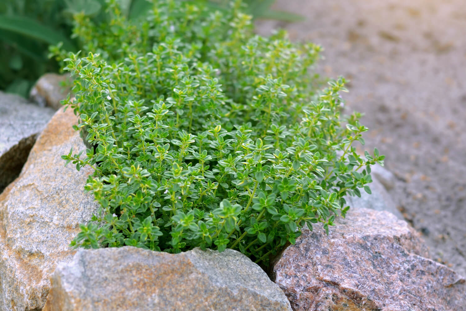 Lemon thyme: how to grow, propagate & use - Plantura