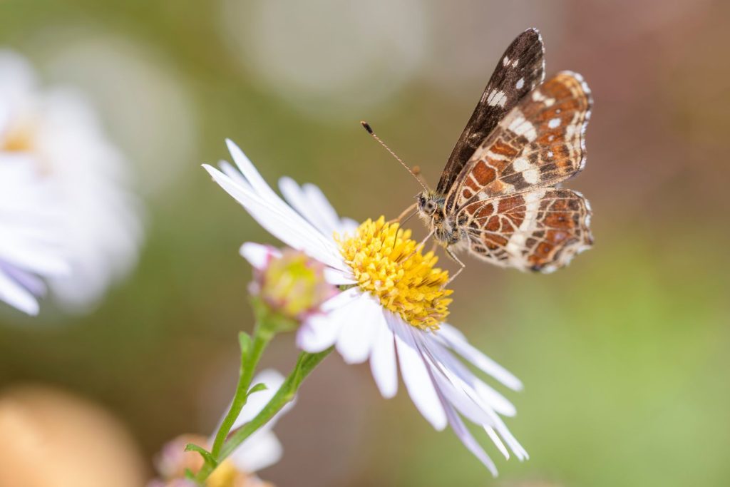 Leucanthemum: flowers, care and propagation - Plantura