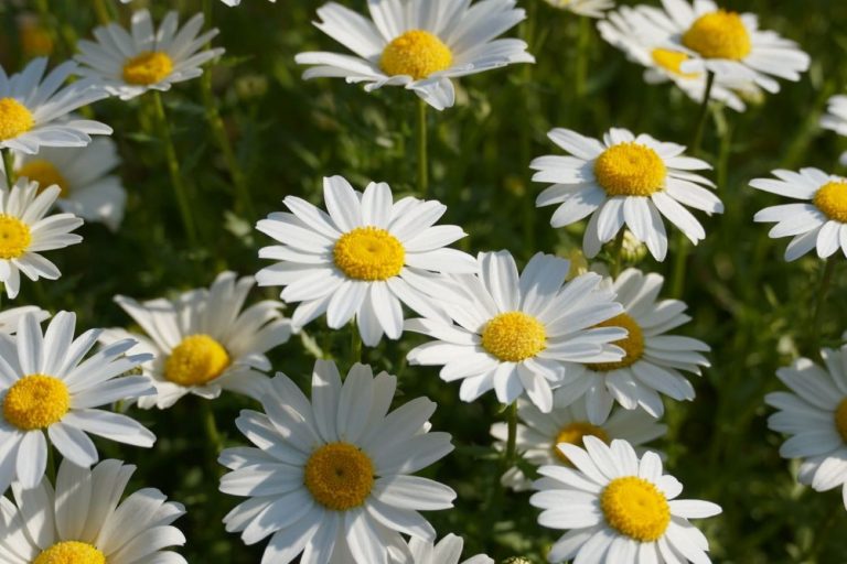 Leucanthemum: flowers, care and propagation - Plantura
