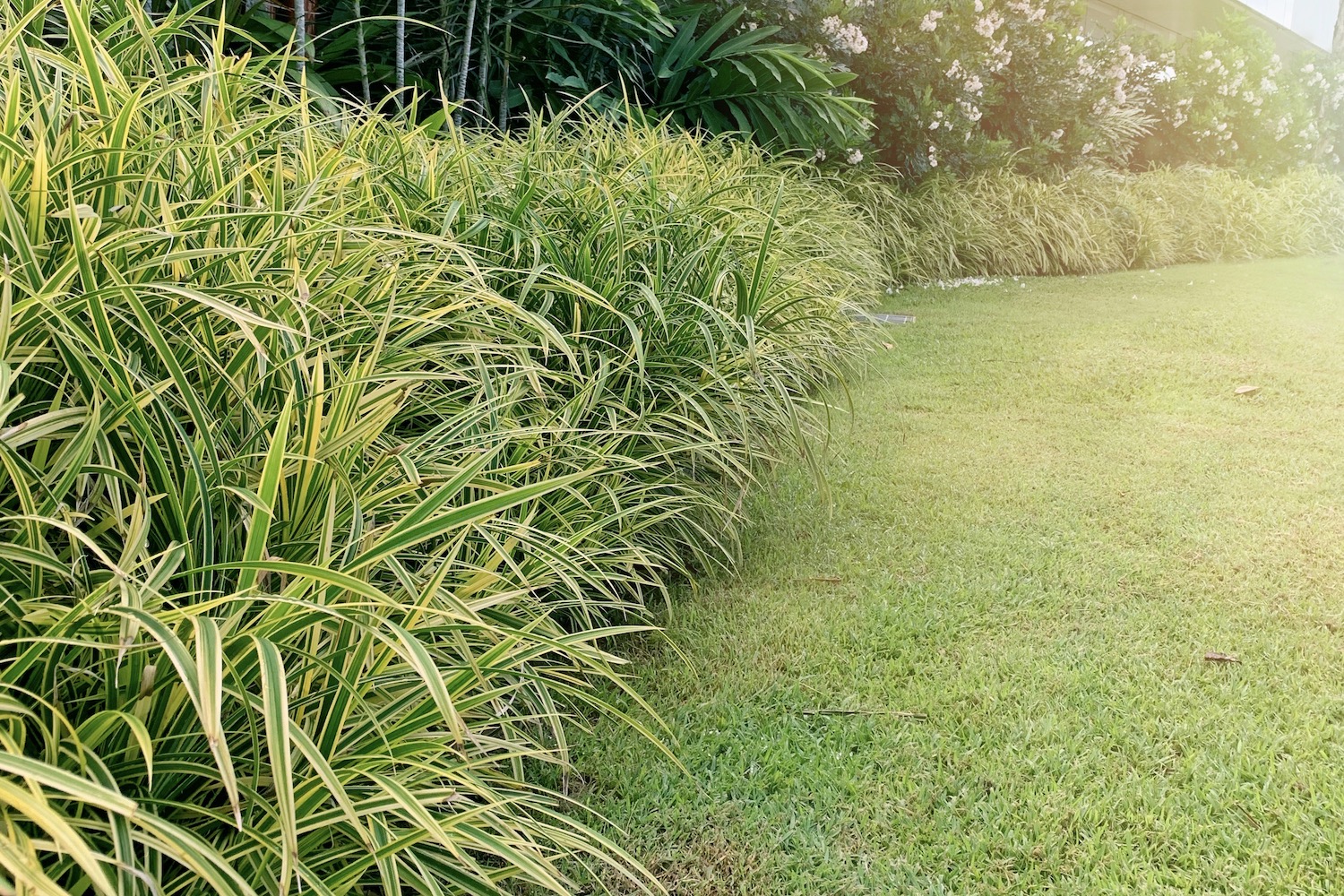 Liriope muscari: the ornamental plant's profile - Plantura