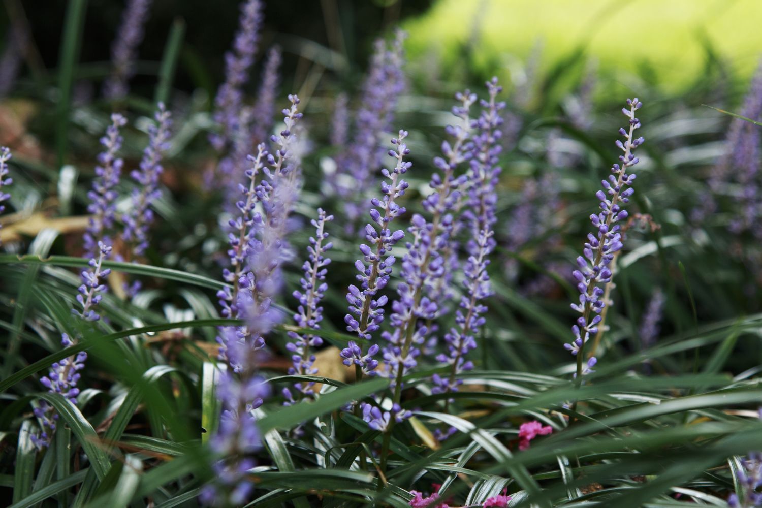 Liriope muscari: the ornamental plant's profile - Plantura