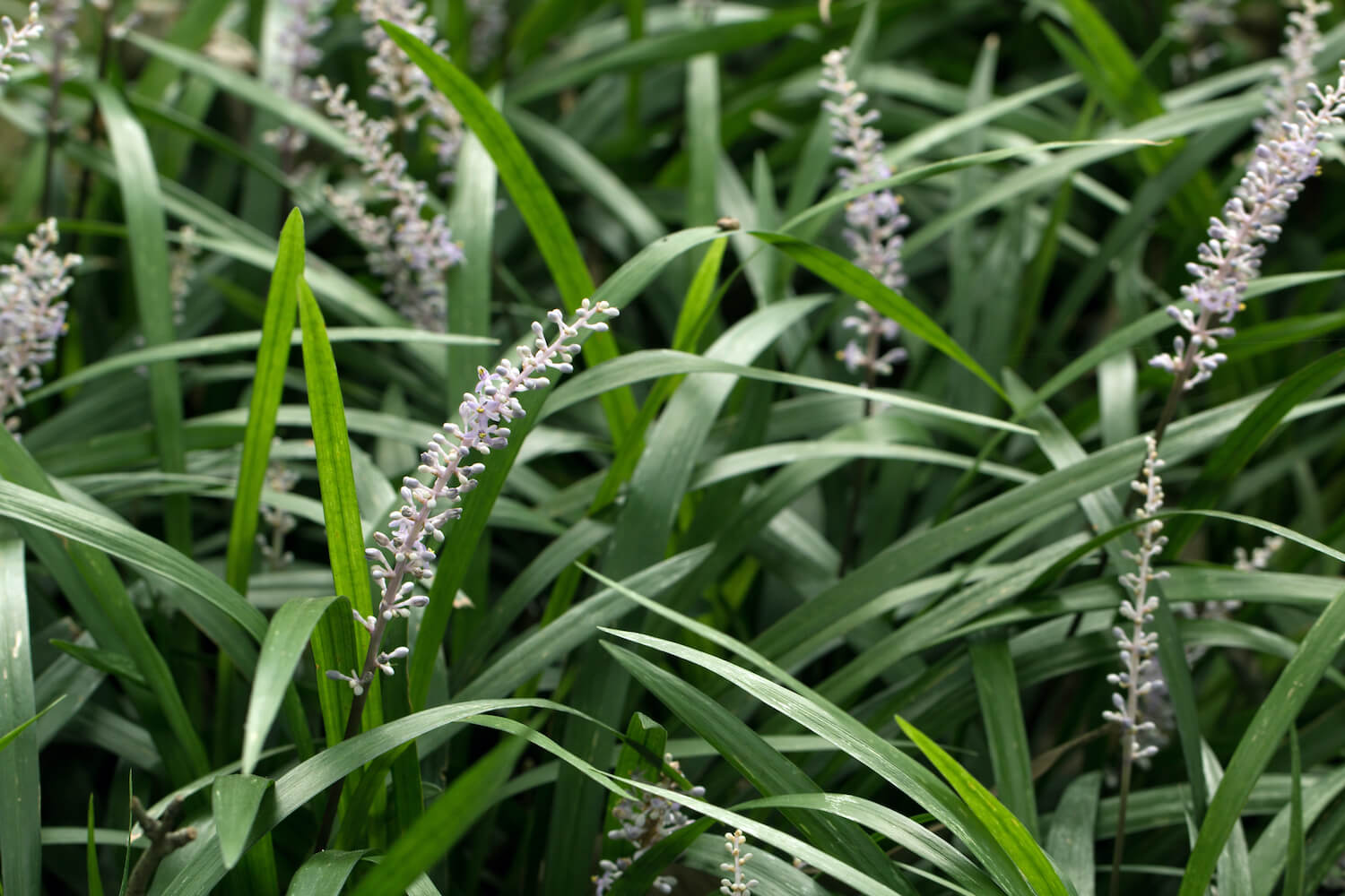 Liriope muscari: the ornamental plant's profile - Plantura