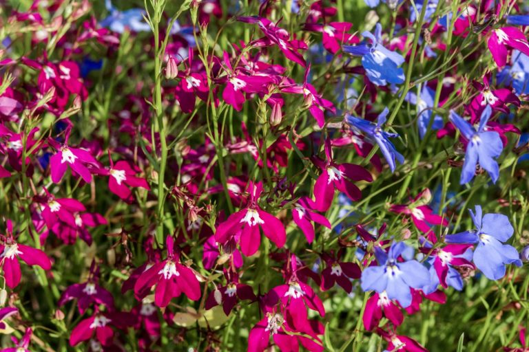 Lobelia: profile, flowering & hardiness - Plantura