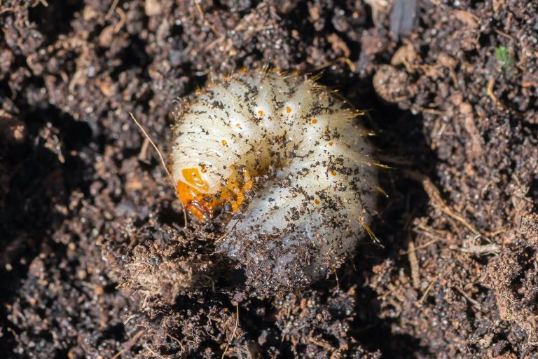 Are moles in the garden good or bad? - Plantura