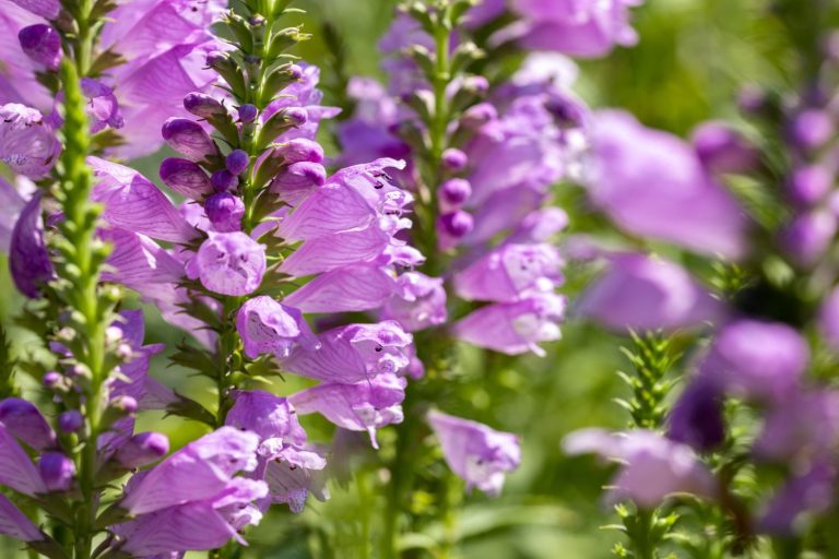 Obedient plant: care, growth habit & varieties - Plantura