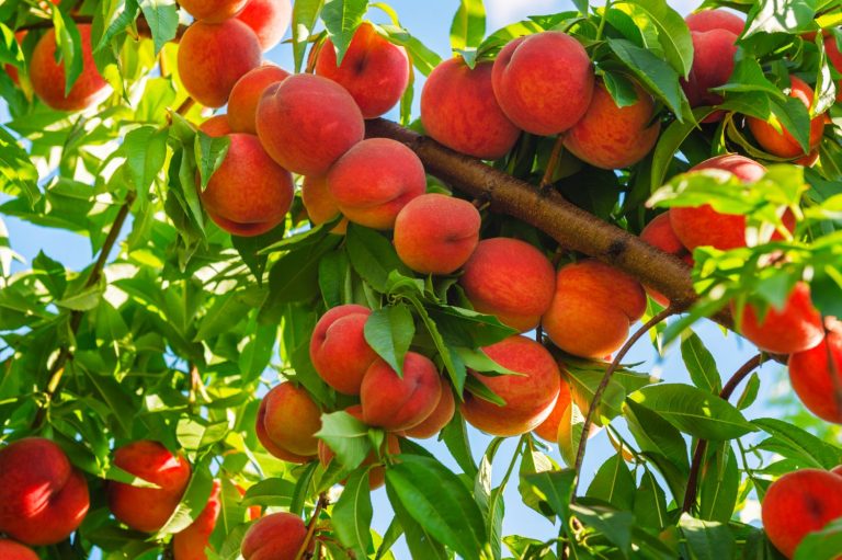The best types of peaches to grow at home - Plantura