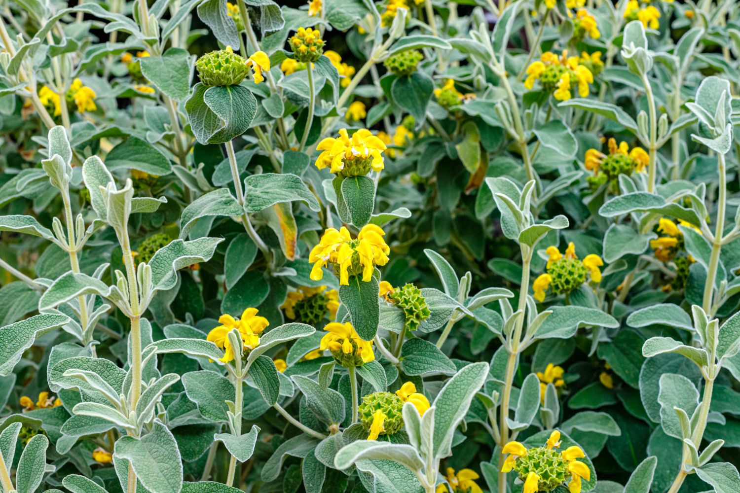 Jerusalem sage: all about the phlomis flower - Plantura